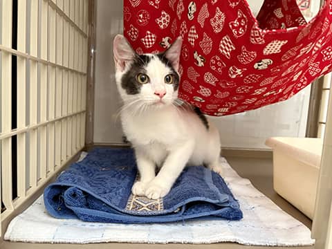 東京キャットガーディアンシェルター日記 : 里親さんが決まった猫たち(11/29～)